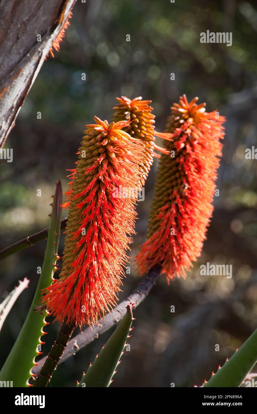 Sydney Australia, orange flowerheads of a aloe rupestris or bottlebrush ...