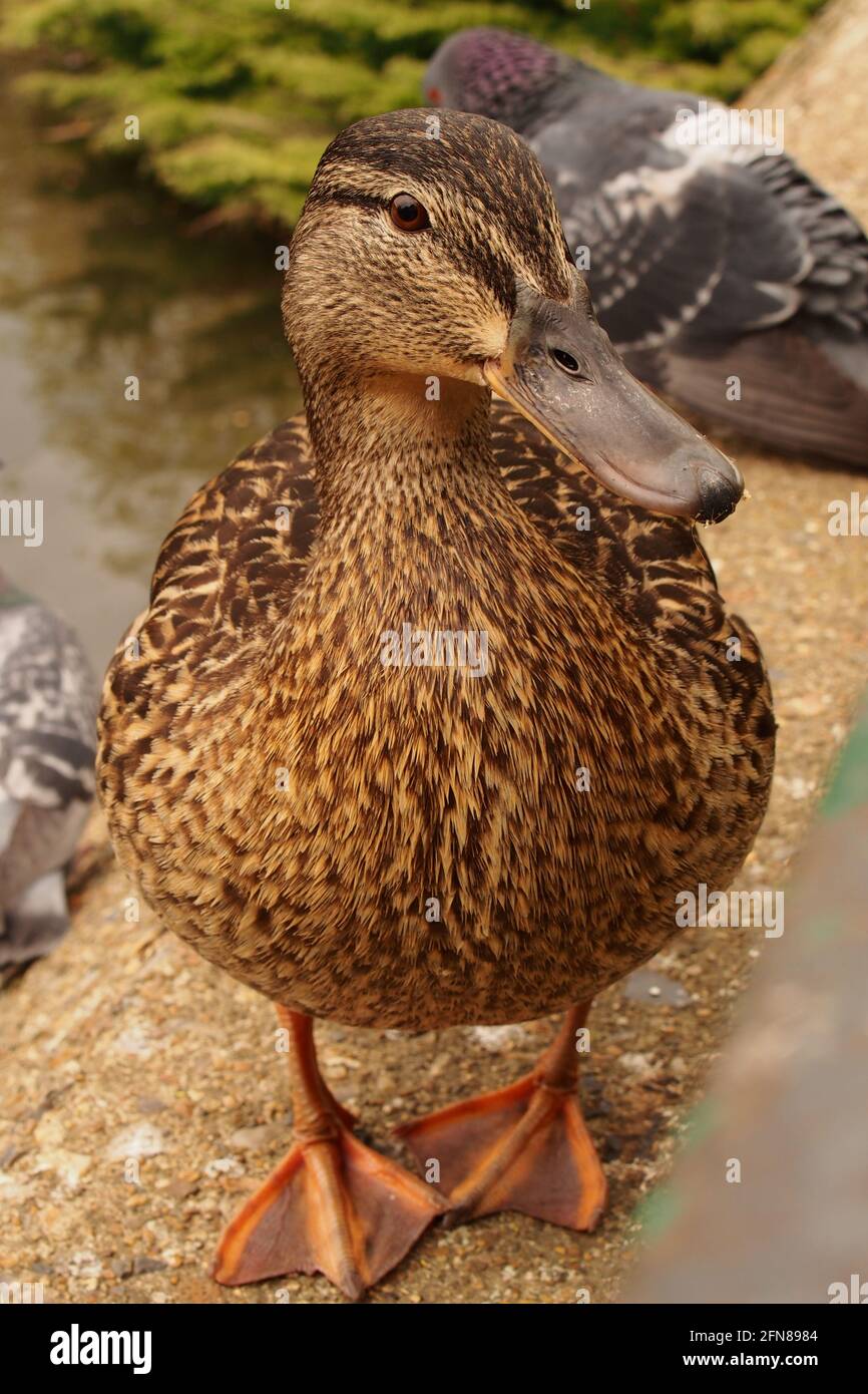 Duck beak hi-res stock photography and images - Alamy