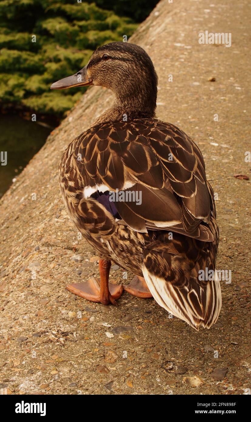 Duck beak hi-res stock photography and images - Alamy