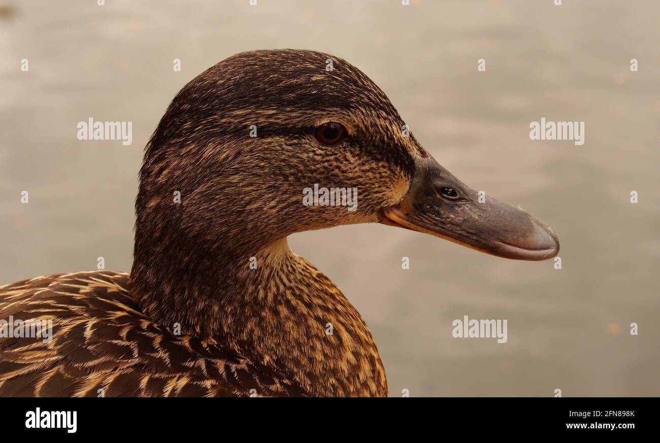 A close up view of the head and neck of a female Mallard Duck against a ...