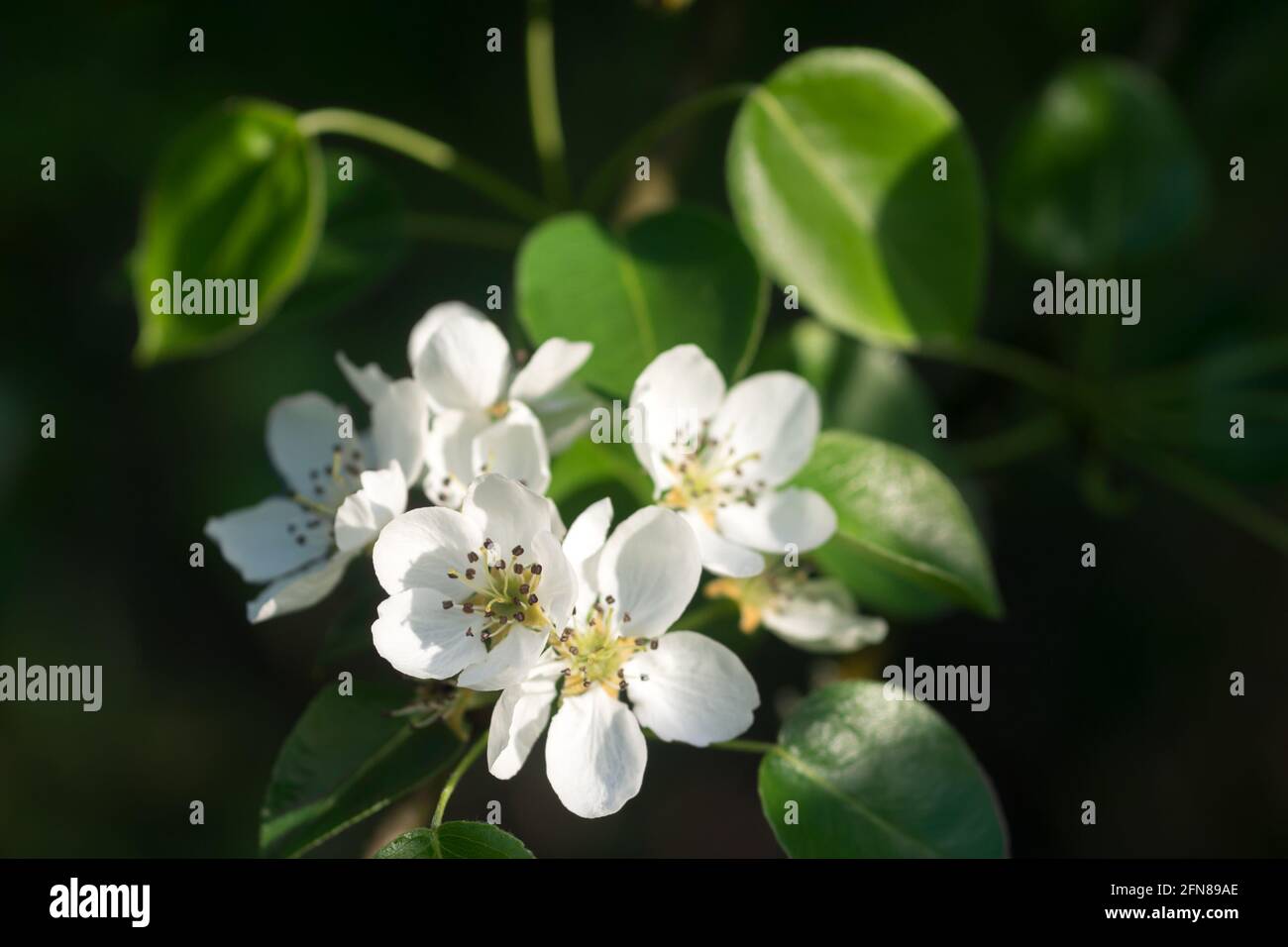 Blossoming pear tree branch delicate hi-res stock photography and ...