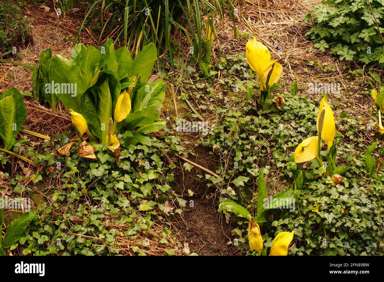 Yellow arum hi-res stock photography and images - Alamy