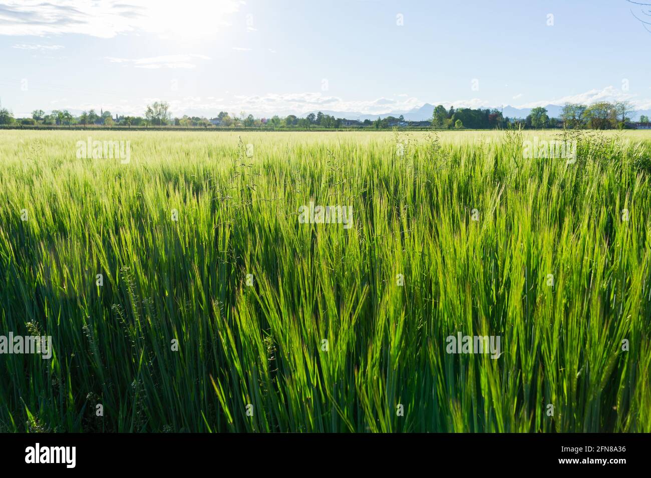 A green field of wheat in spring. Agriculture concept Stock Photo - Alamy
