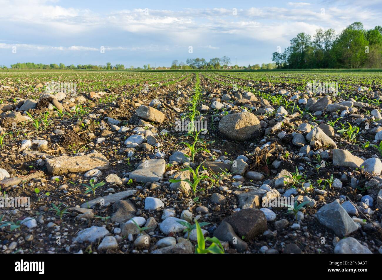 A green field full of stones in spring. Agriculture concept Stock Photo ...