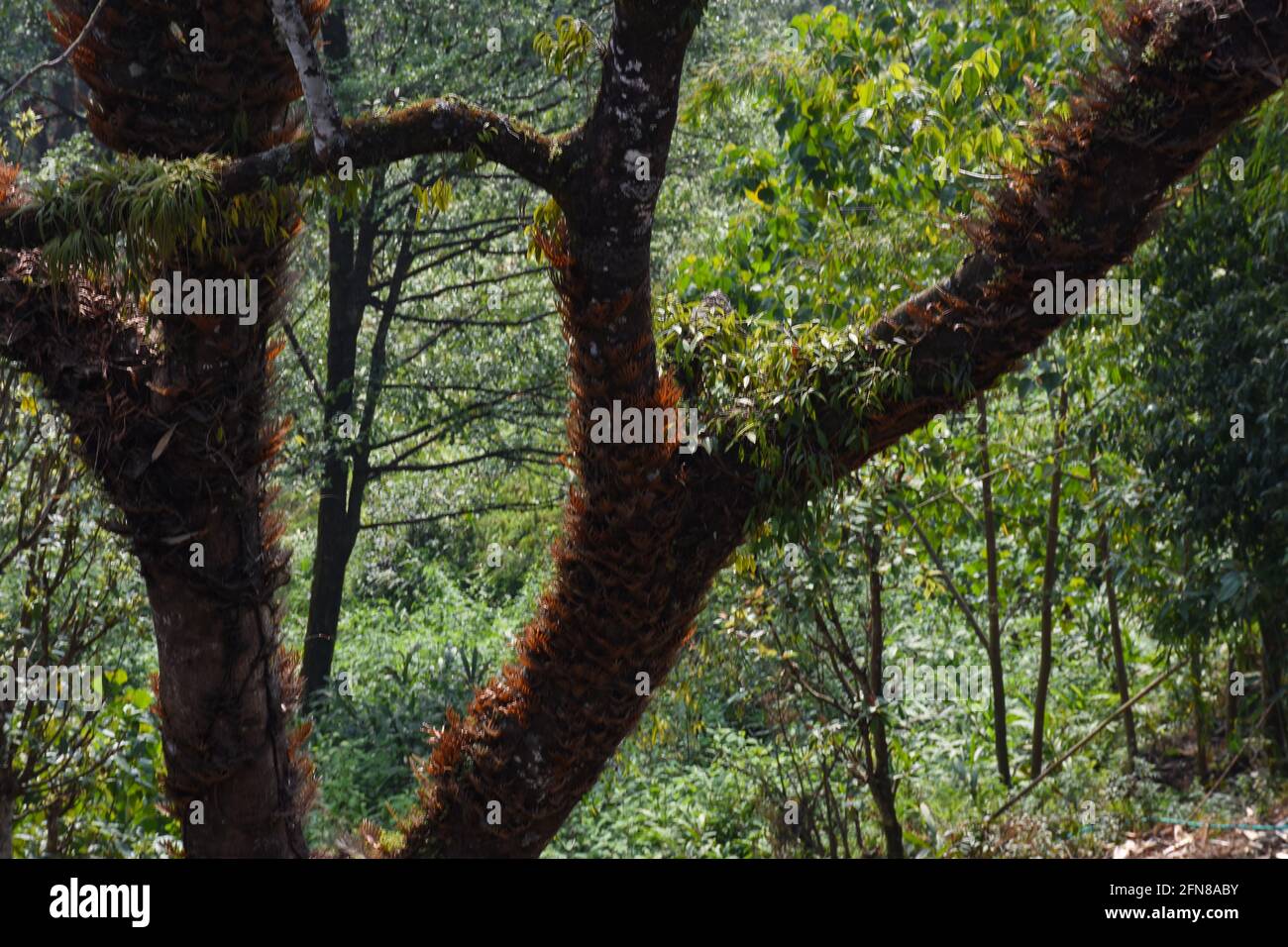 Black tree trunk with blossoms and leaves of twigs and green trees ...