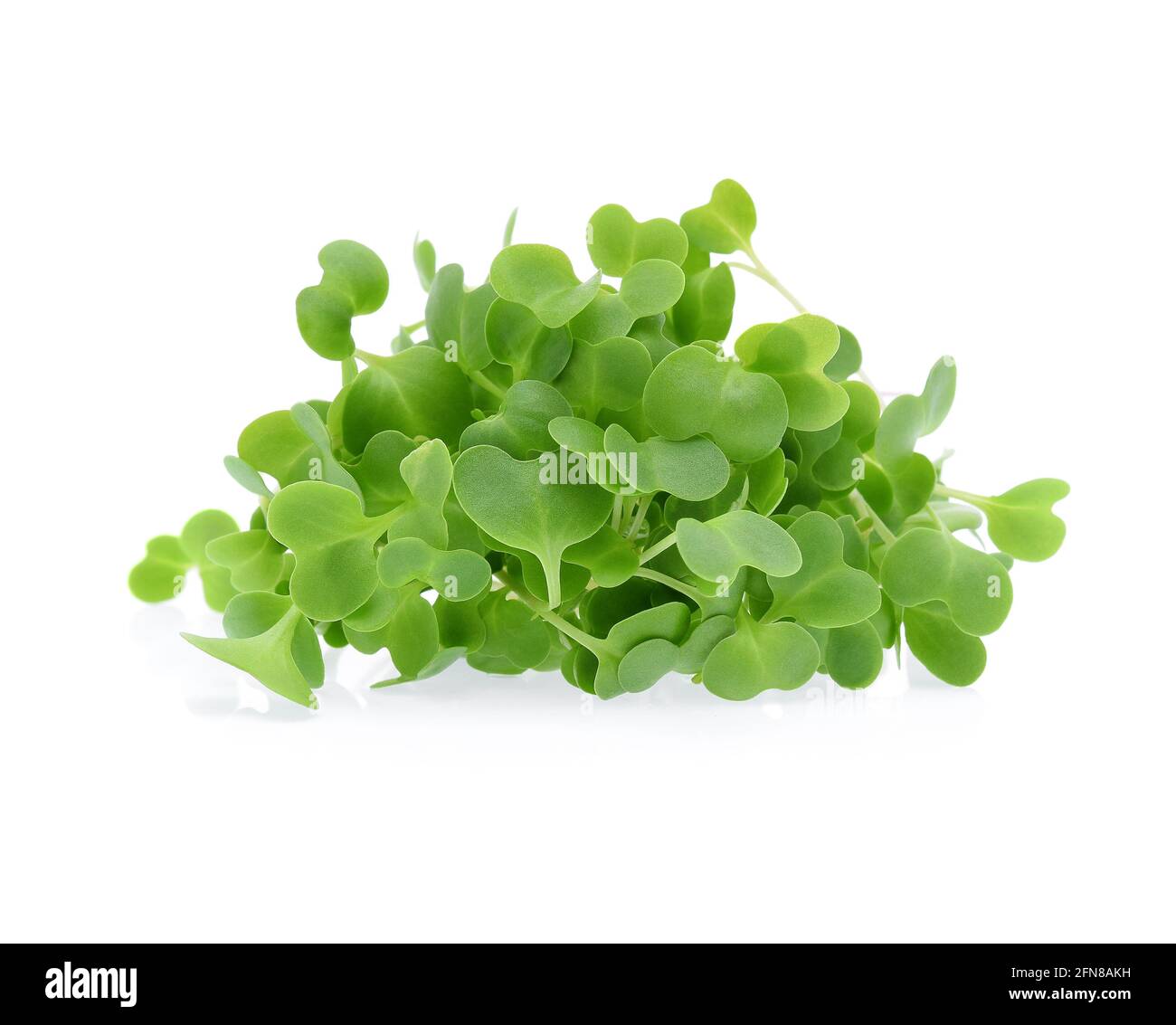 Growing microgreens isolated on white background Stock Photo - Alamy