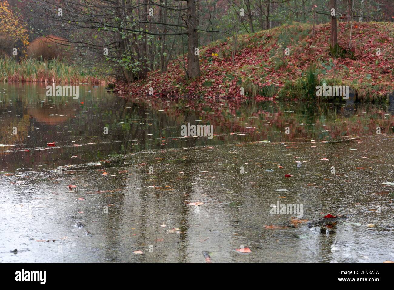 autumn forest landscape with lake and reflection Stock Photo - Alamy