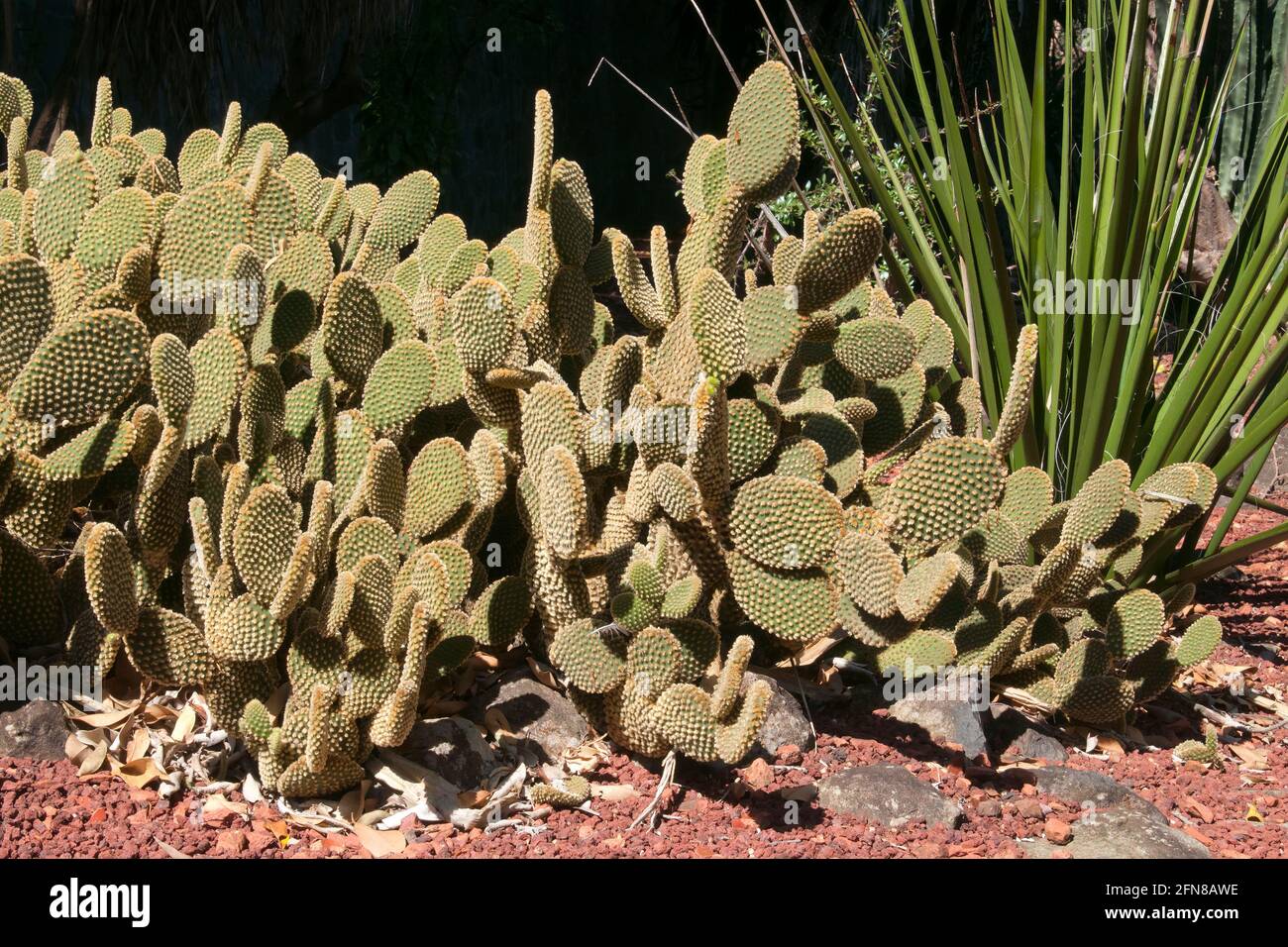 Sydney Australia, clump of opuntia rufida cactus in rock garden Stock ...
