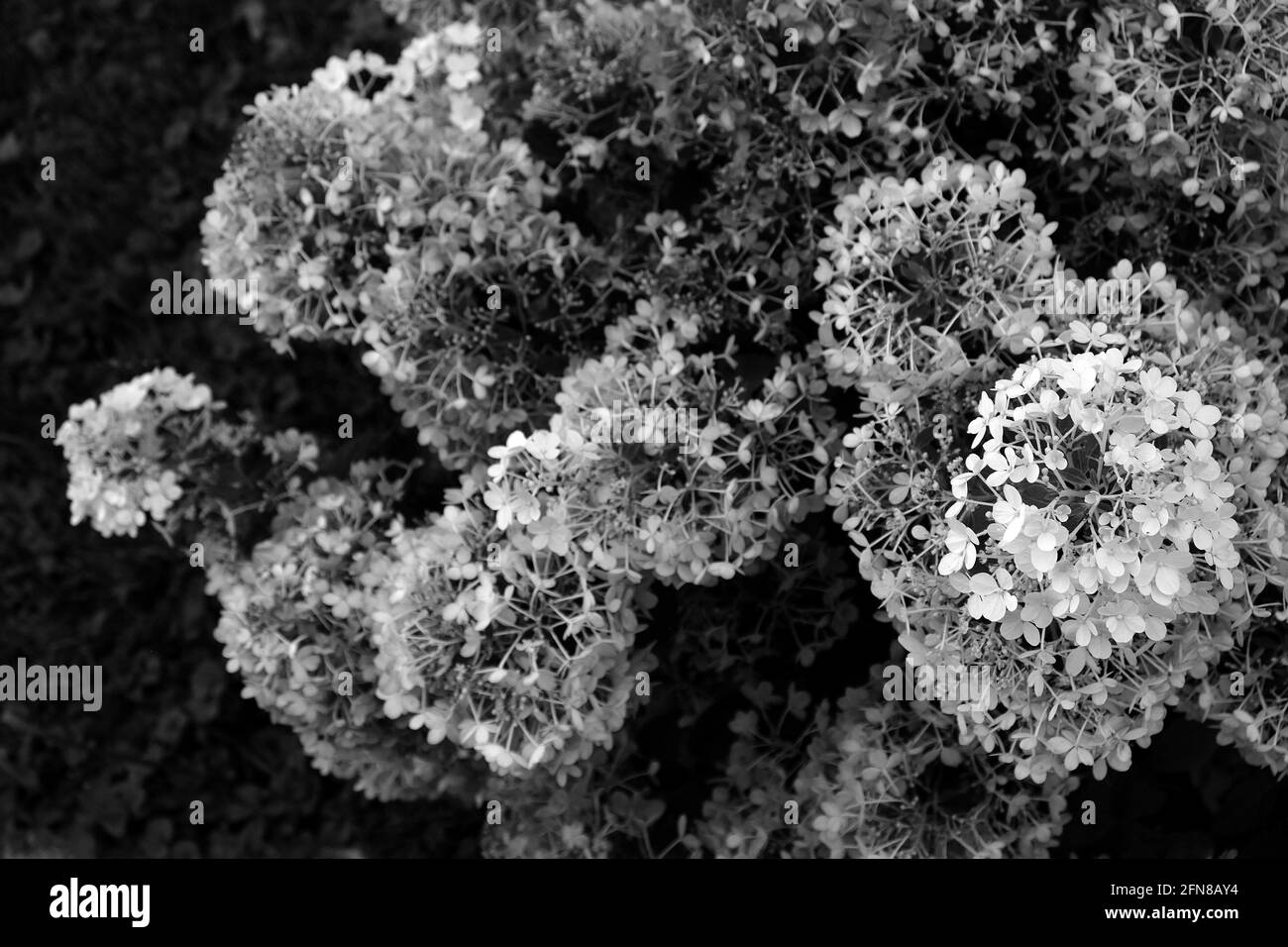 Grayscale shot of hydrangea paniculata flowers blooming in the garden ...