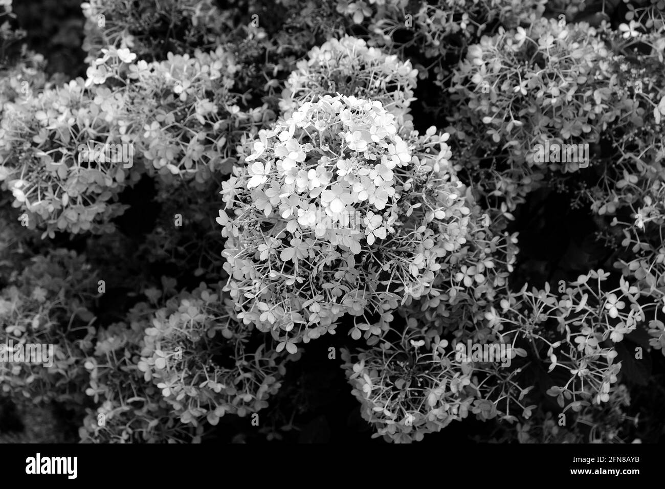 Hydrangea paniculata panicled species flowering hi-res stock ...