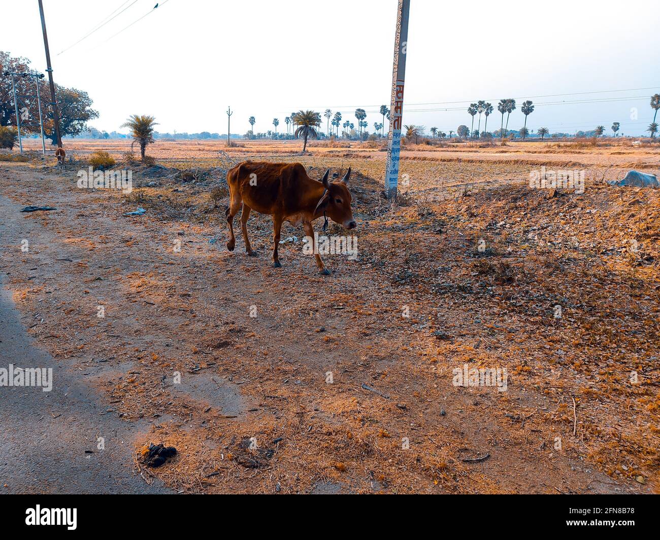 A large empty field with sky background Stock Photo - Alamy
