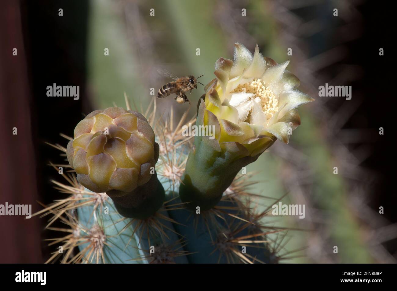 Sydney Australia, cream flower and bud of a blue columnar cactus with ...