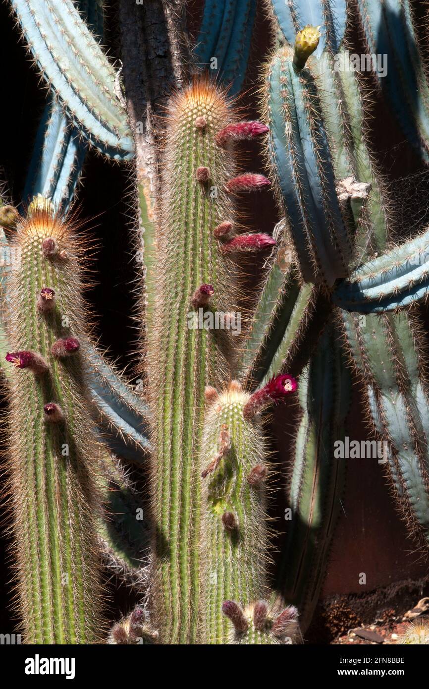 Sydney Australia, springtime in the cactus garden with buds on torch ...