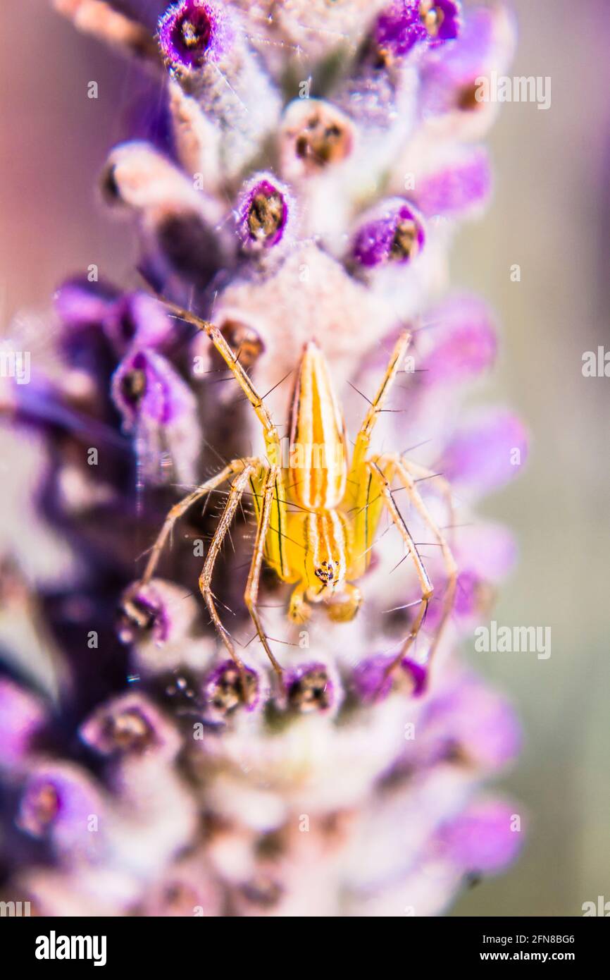 Jumping Bugs High Resolution Stock Photography and Images - Alamy