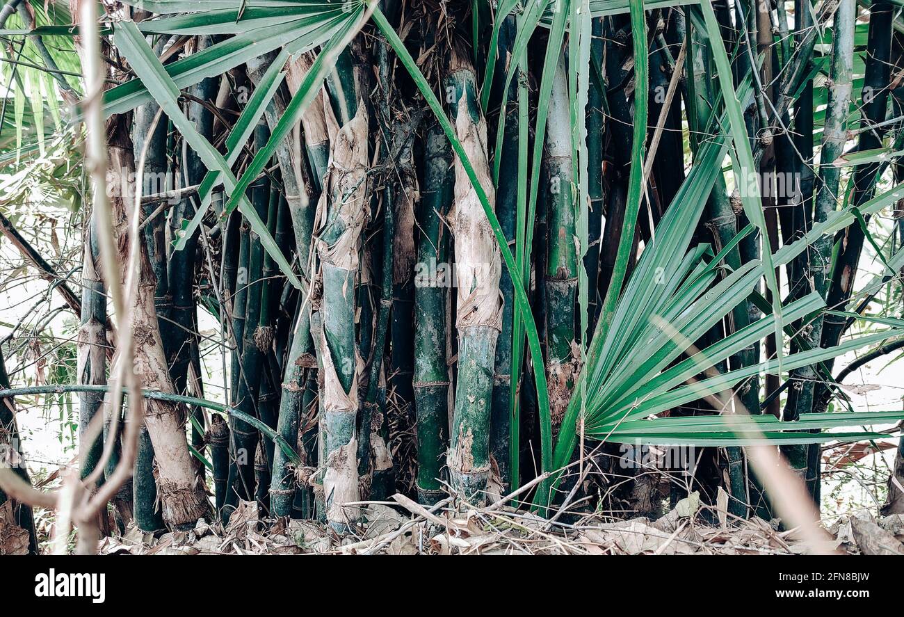 Lots of bamboo trees hi-res stock photography and images - Alamy