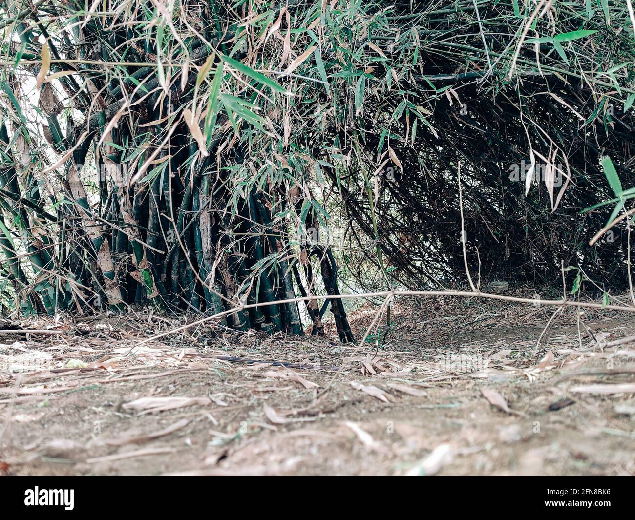 big bamboo tree Stock Photo - Alamy