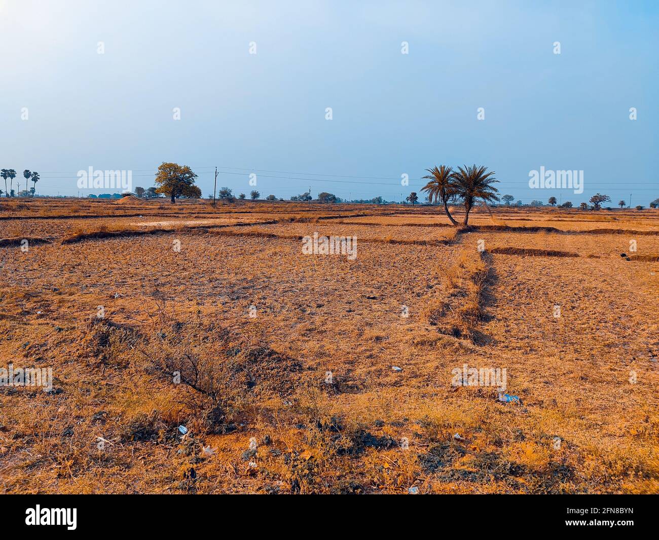 date tree in big fields Stock Photo - Alamy