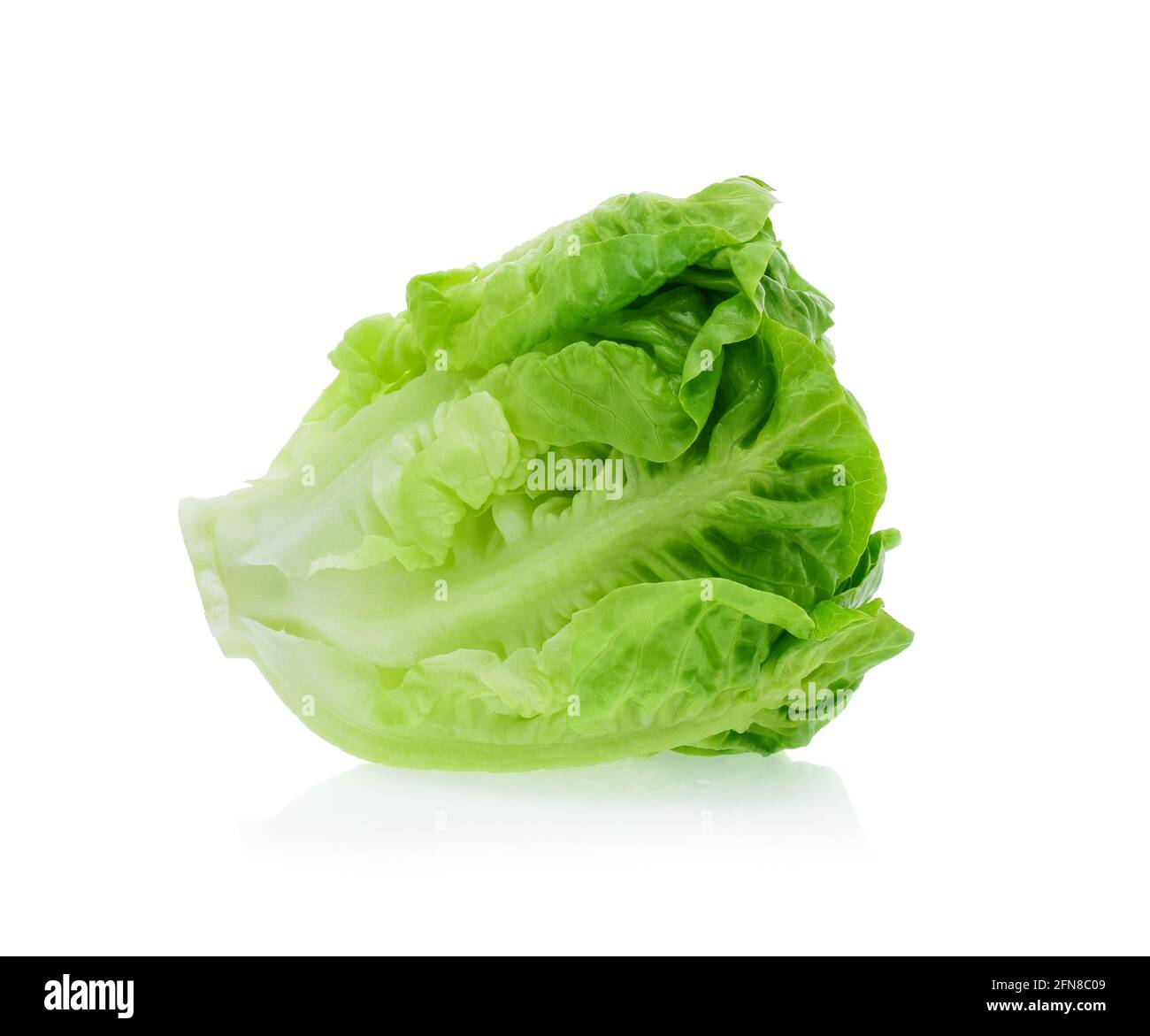 baby cos (lettuce) on white background Stock Photo - Alamy