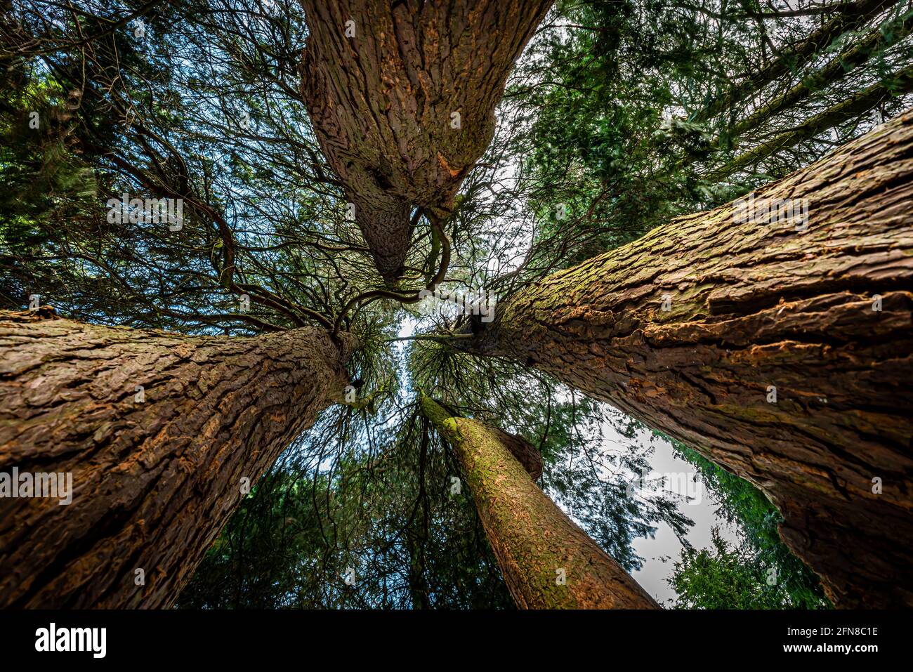 A view of the redwood tree canopy seen from underneath in Wigan's Haigh ...
