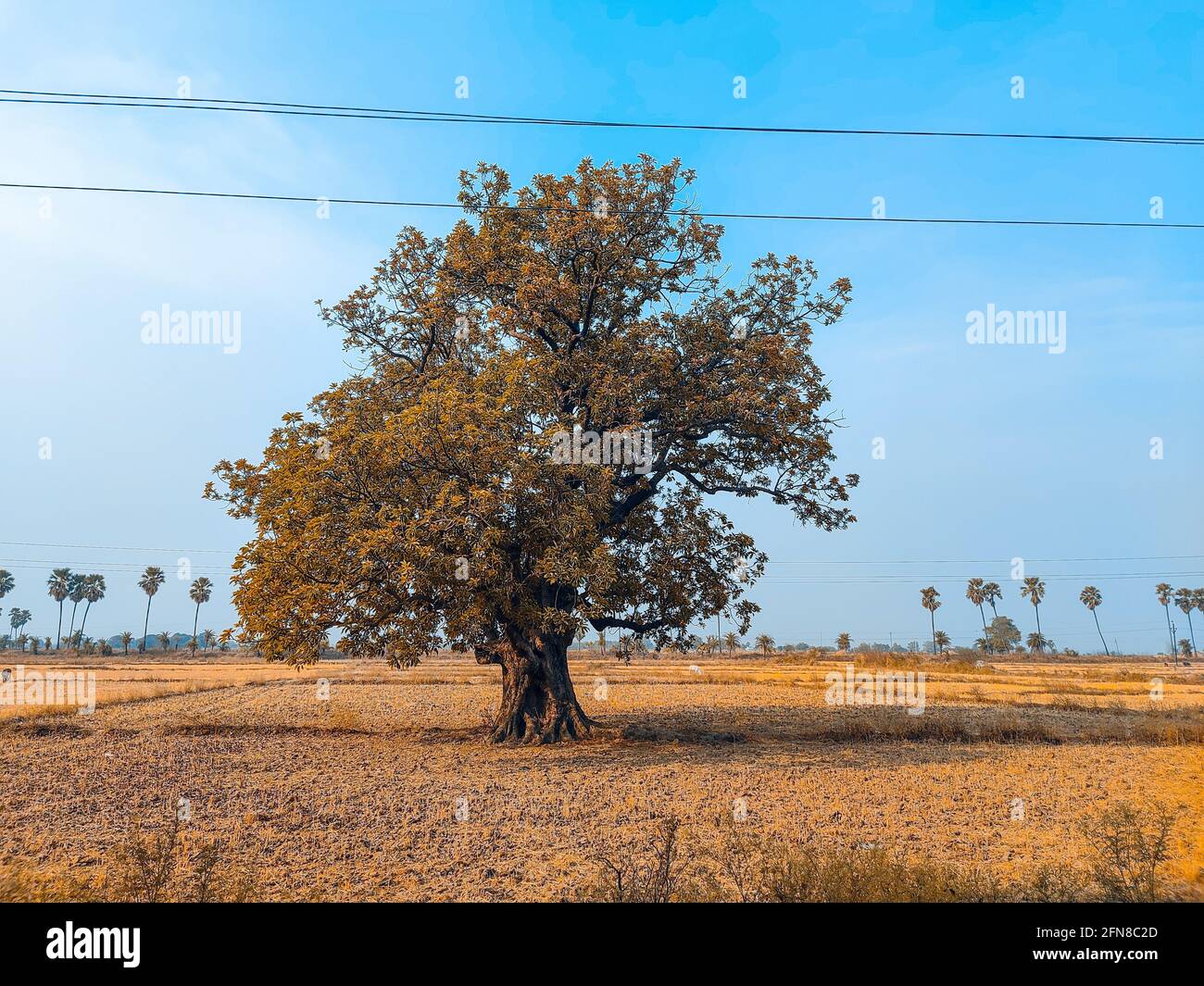 Big old tree in hi-res stock photography and images - Alamy