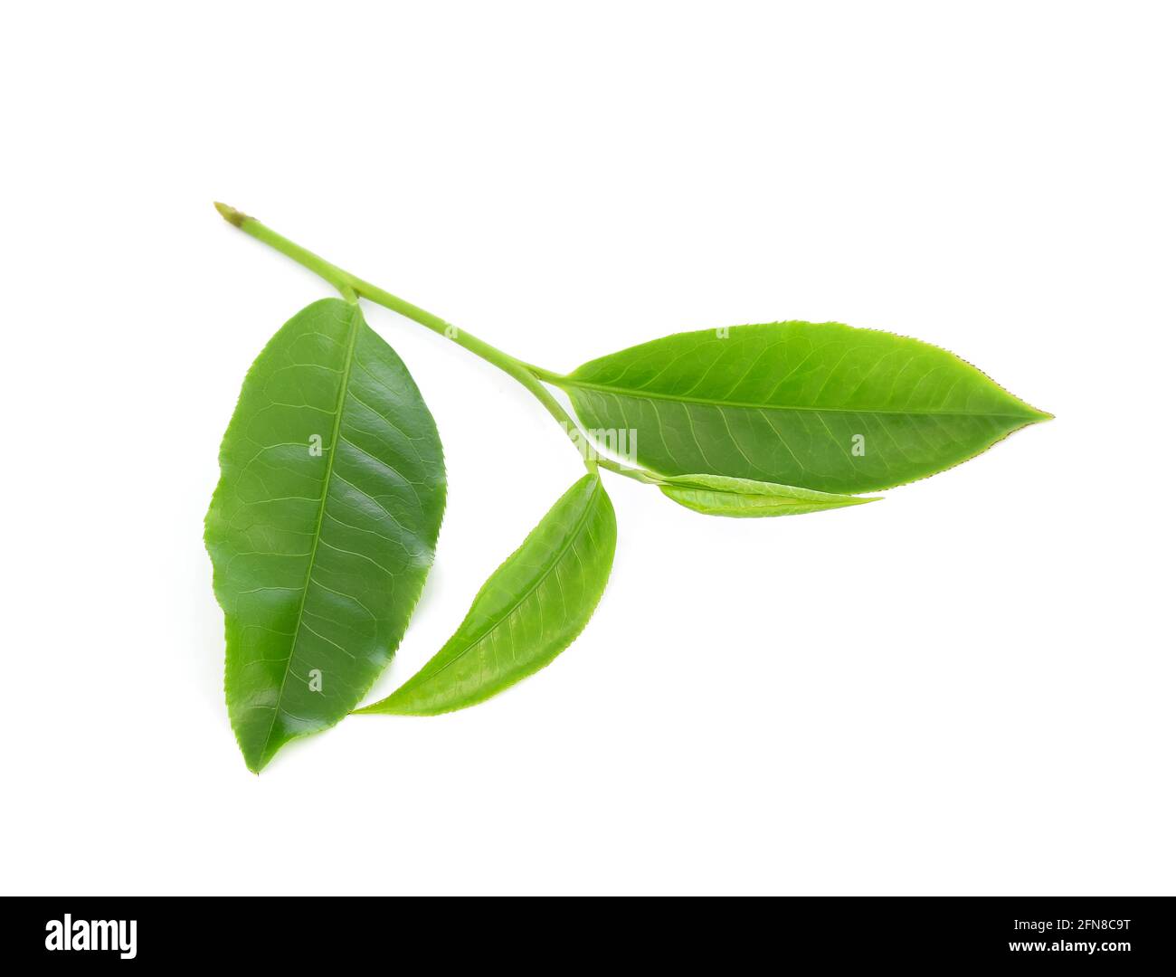 green tea leaf isolated on white Stock Photo - Alamy