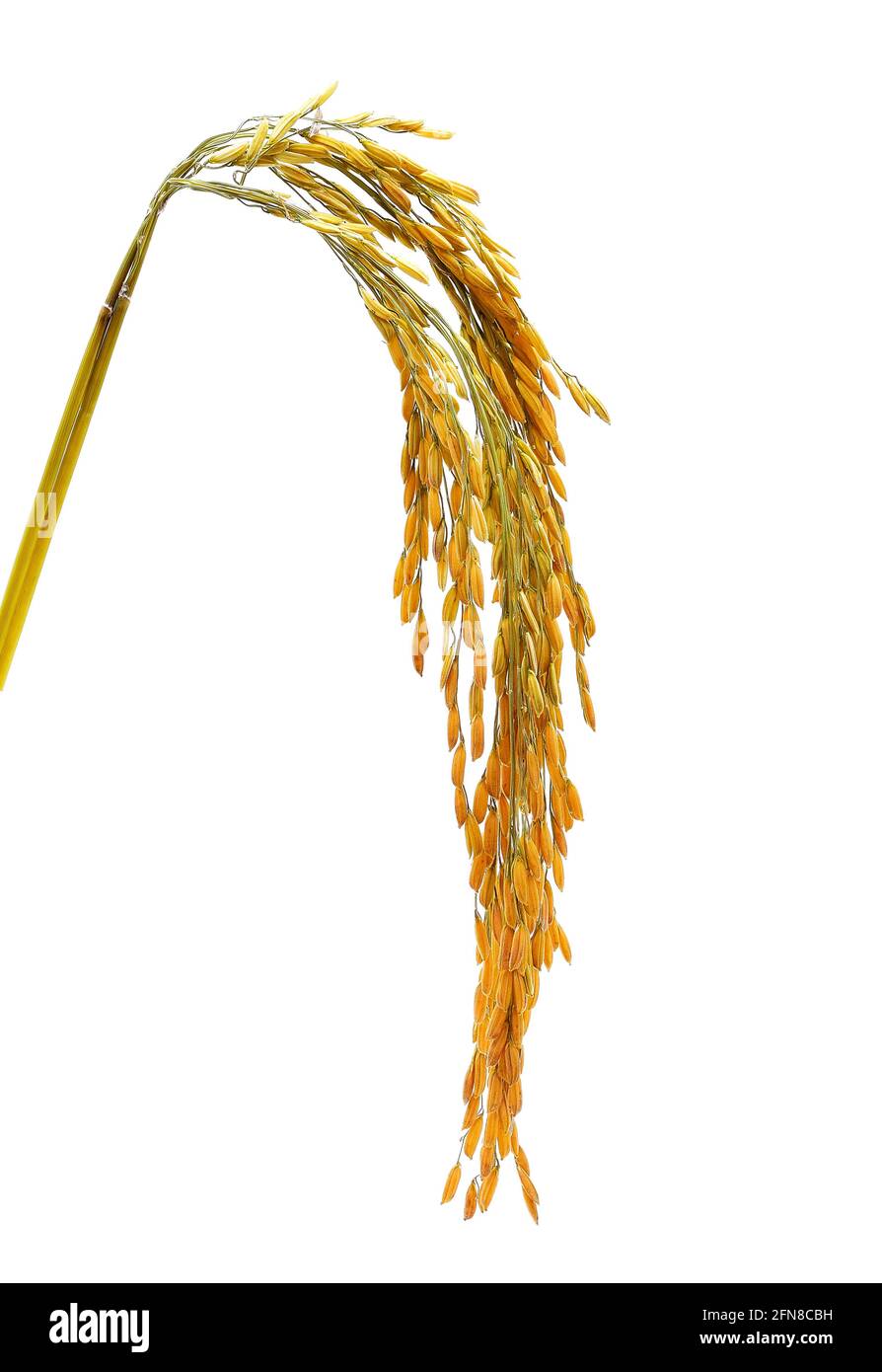 Ears of rice hi-res stock photography and images - Alamy