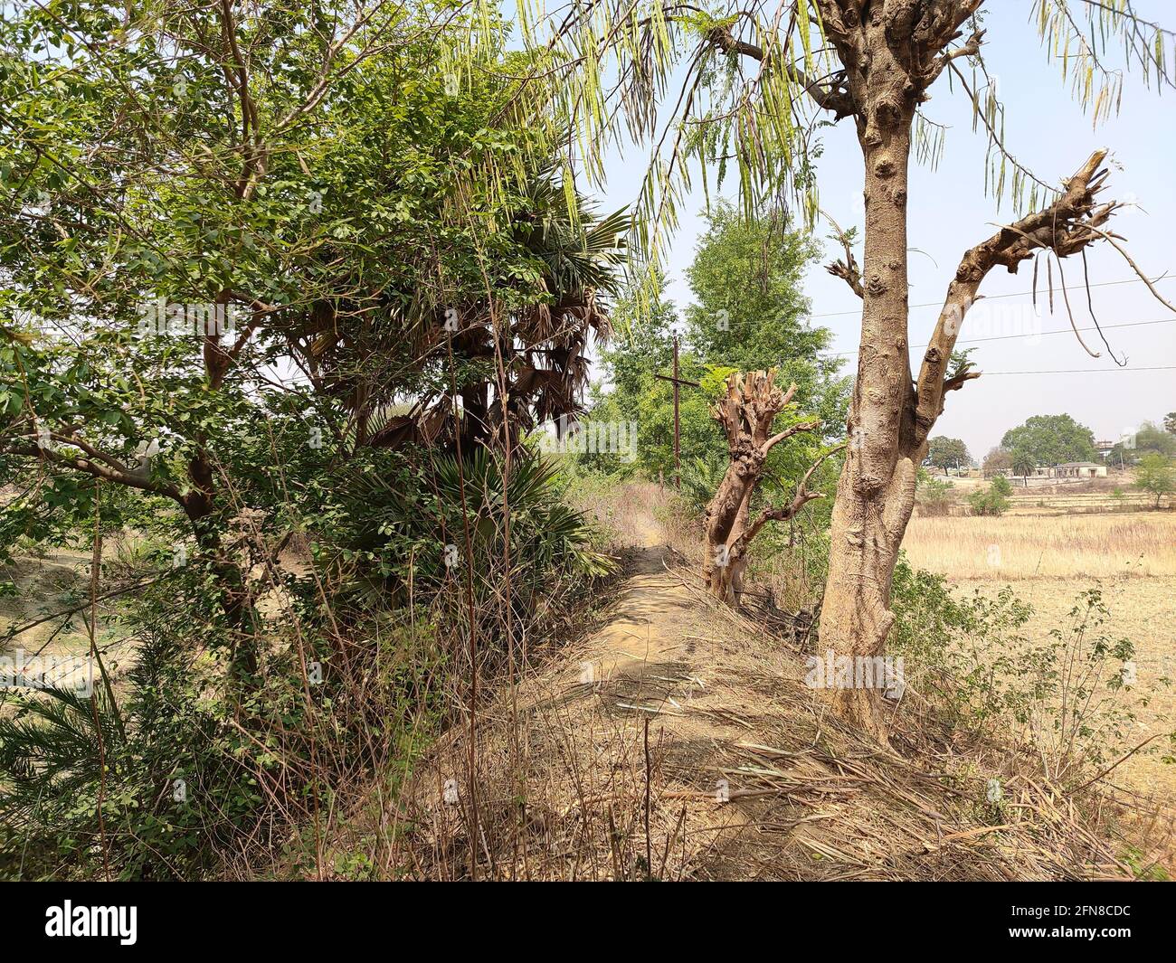 drum stick tree with other tree Stock Photo - Alamy