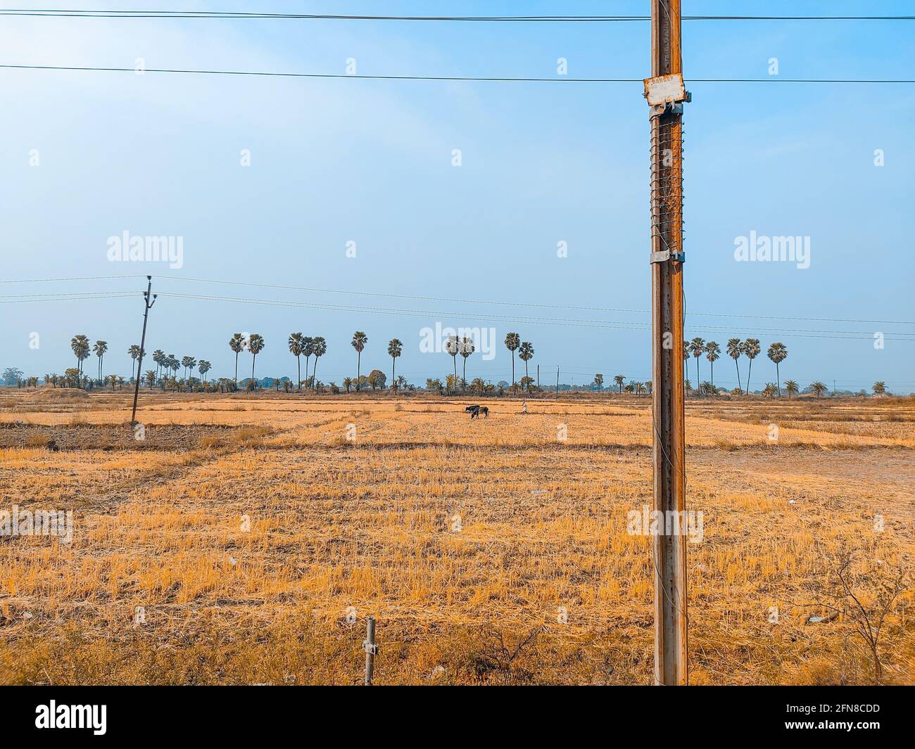 dry field with poll Stock Photo - Alamy