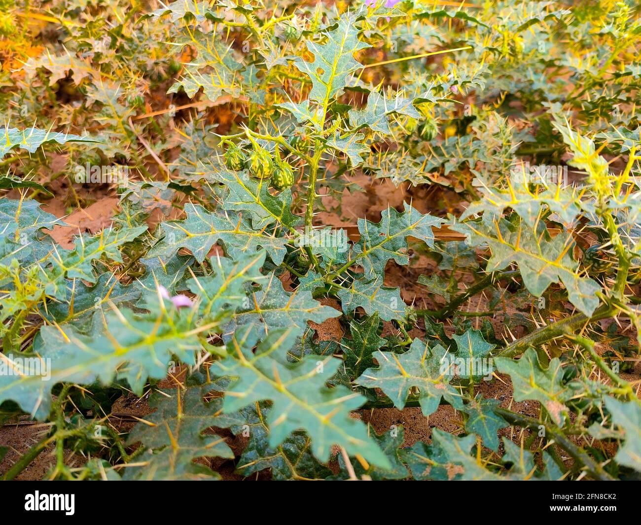 Solanum incanum hi-res stock photography and images - Alamy