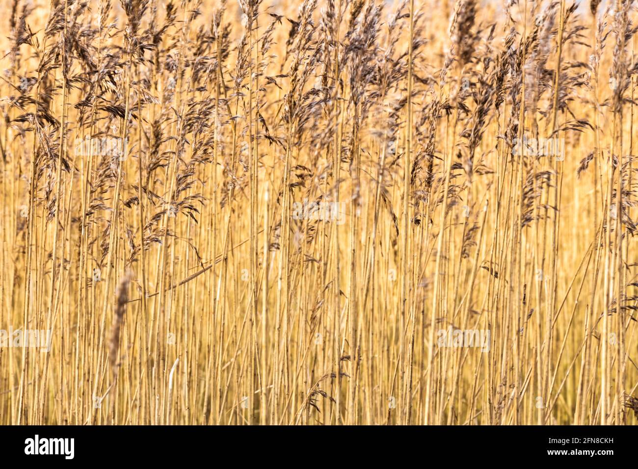 Texture of reed stems hi-res stock photography and images - Alamy