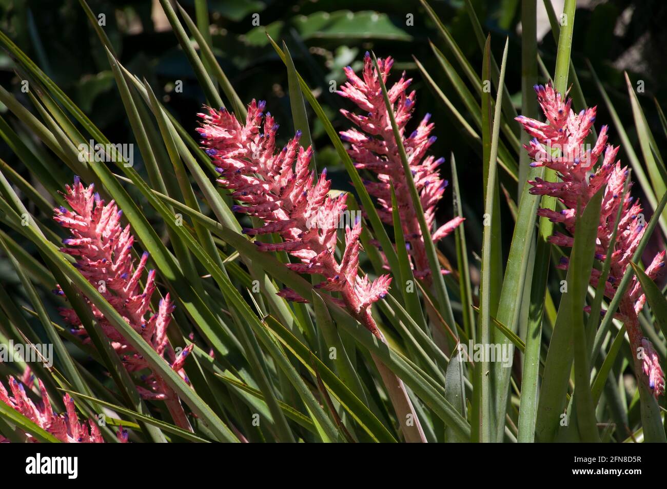 Sydney Australia, Brazilian vase plants with pink flowers Stock Photo ...