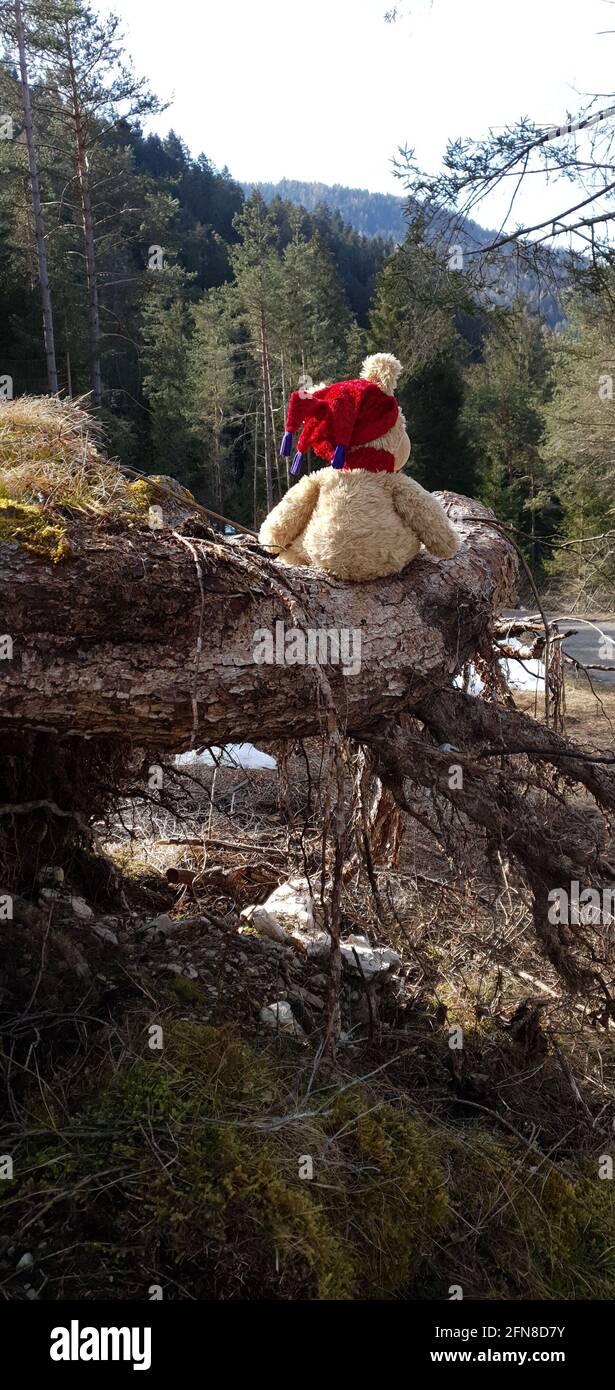 the teddy bear sitting on a fallen tree looks at the landscape Stock ...