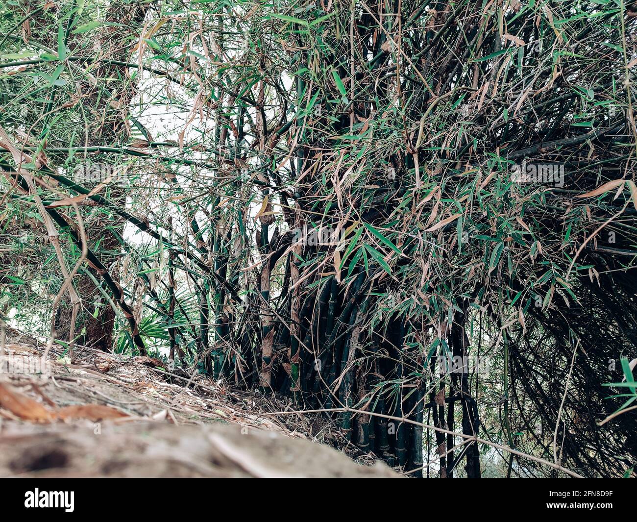 lots of bamboo tree branch Stock Photo - Alamy