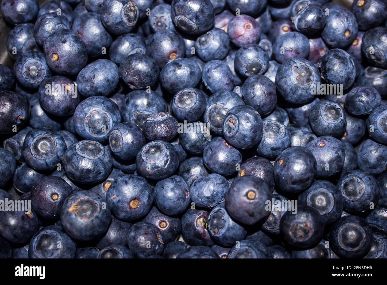 Indigo Bush High Resolution Stock Photography and Images - Alamy
