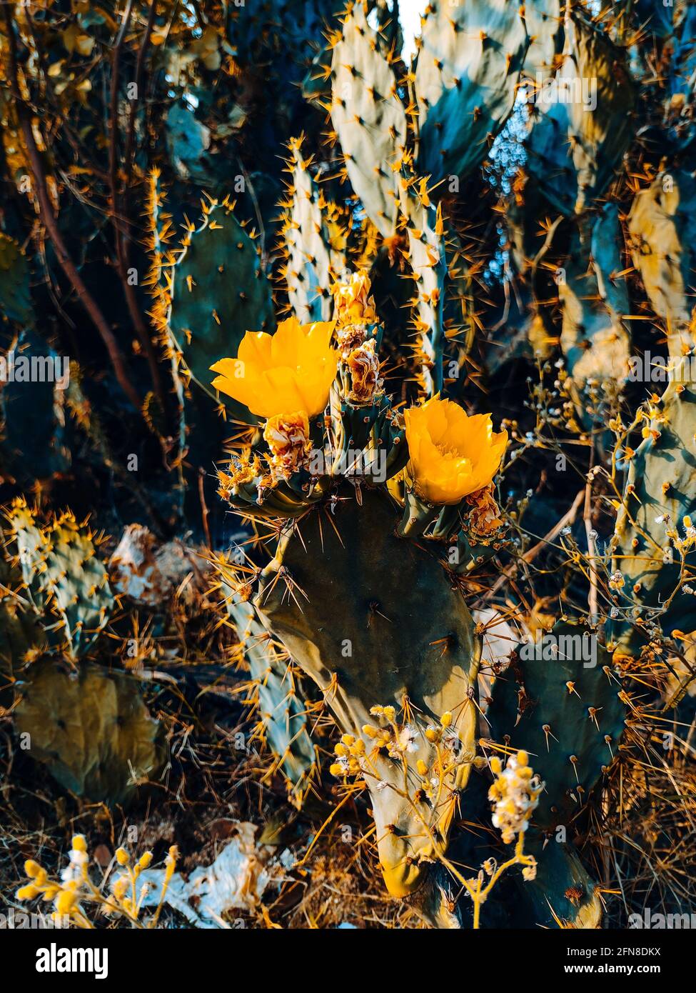 may-tree plants with yellow flower Stock Photo - Alamy