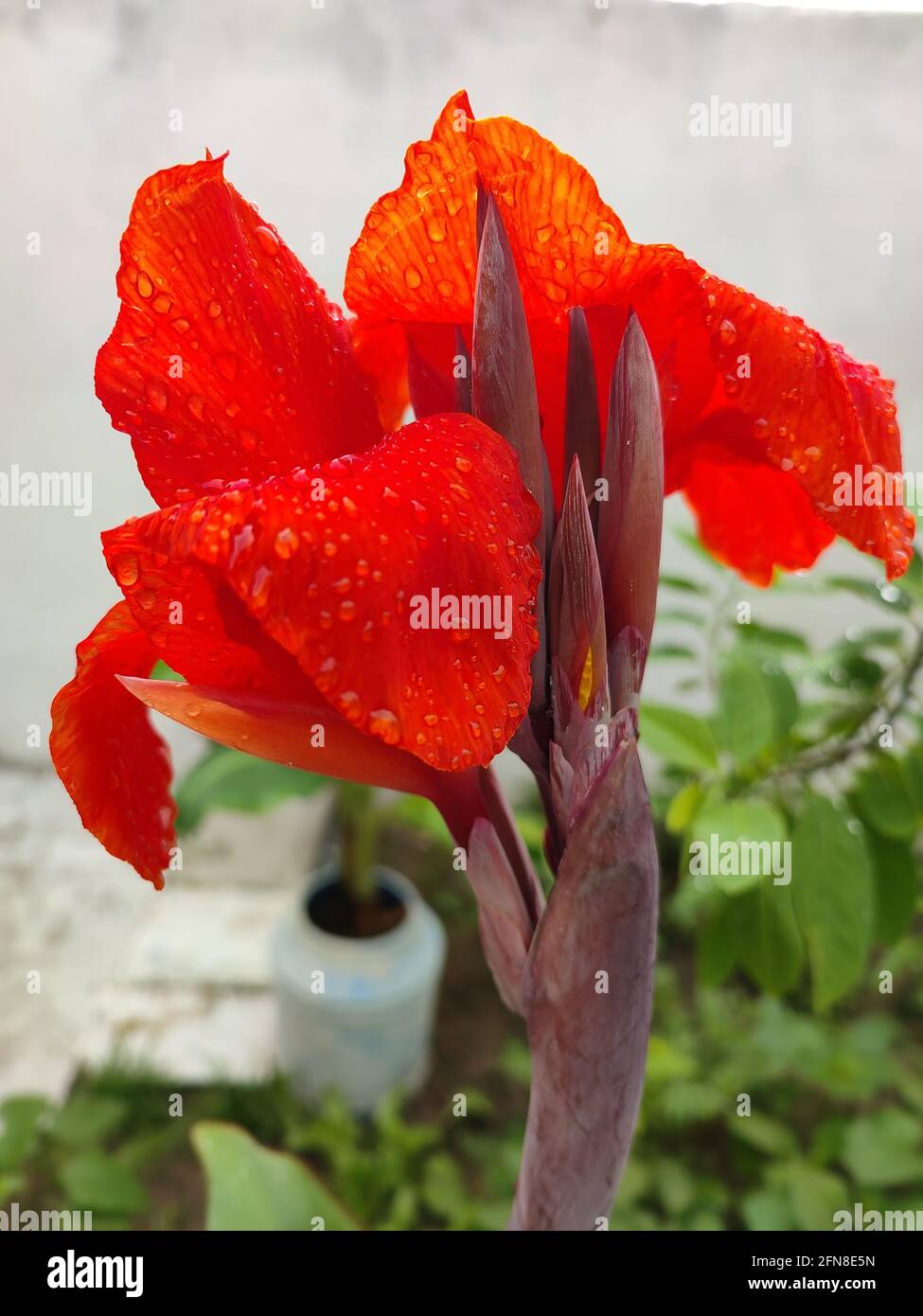 a red beautiful flower with water bubble Stock Photo - Alamy