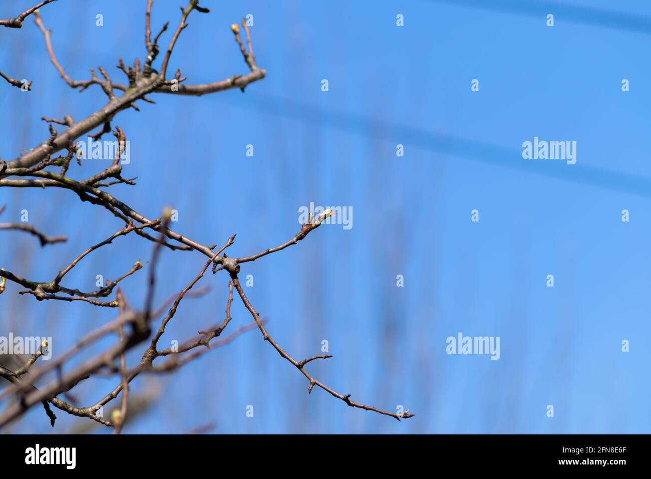 Pear tree branches growing at the end of winter with blue sky on ...