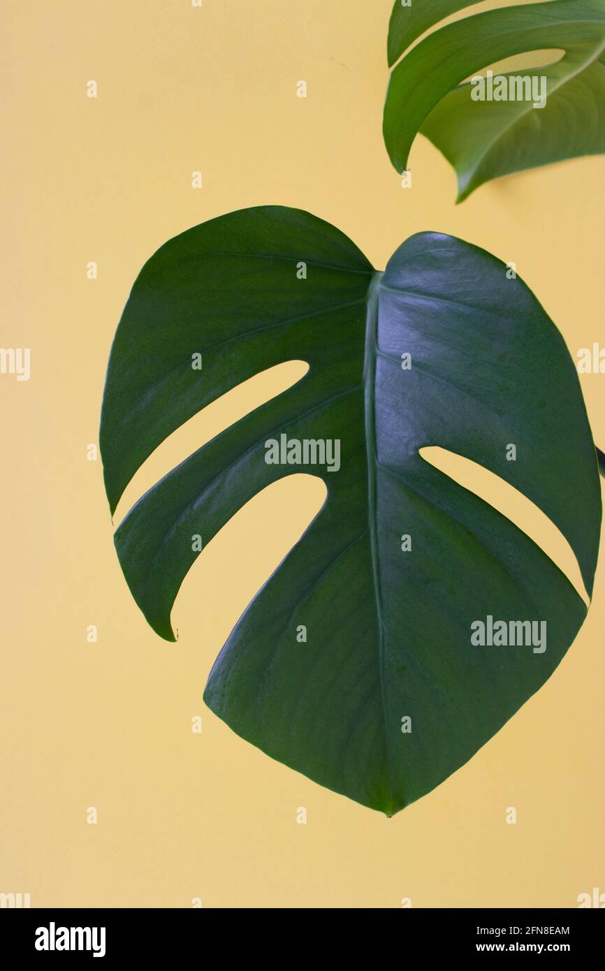 Single leaf of Monstera plant on yellow background. Close up. Vertical ...