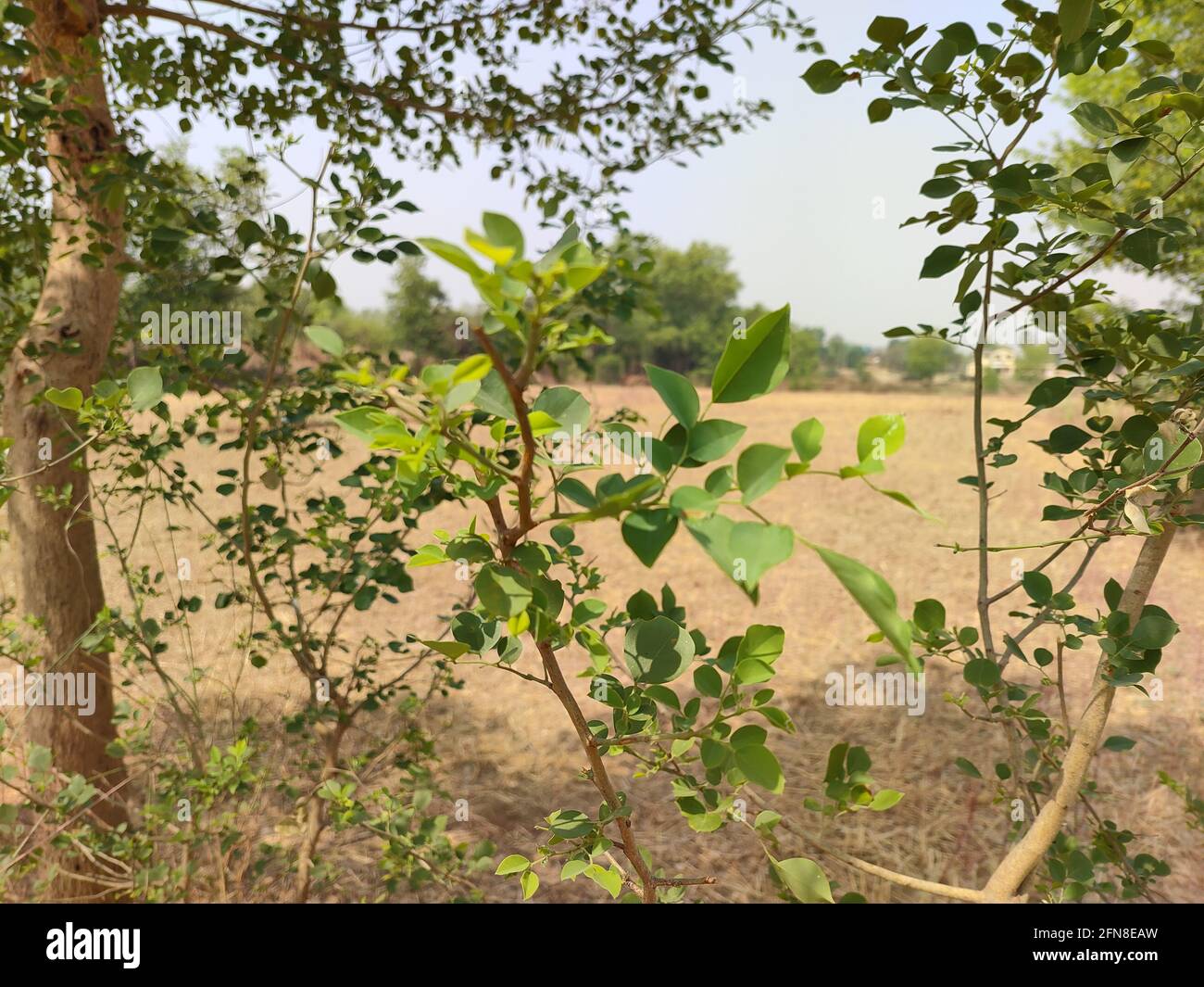 Rosewood tree forest hi-res stock photography and images - Alamy