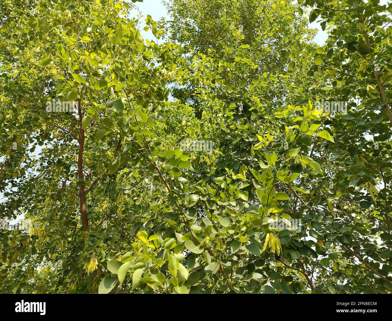shisham tree fresh shisham tree Stock Photo - Alamy