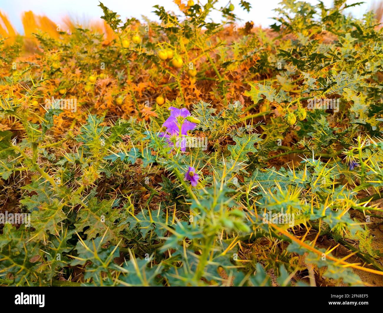 Solanum incanum hi-res stock photography and images - Alamy