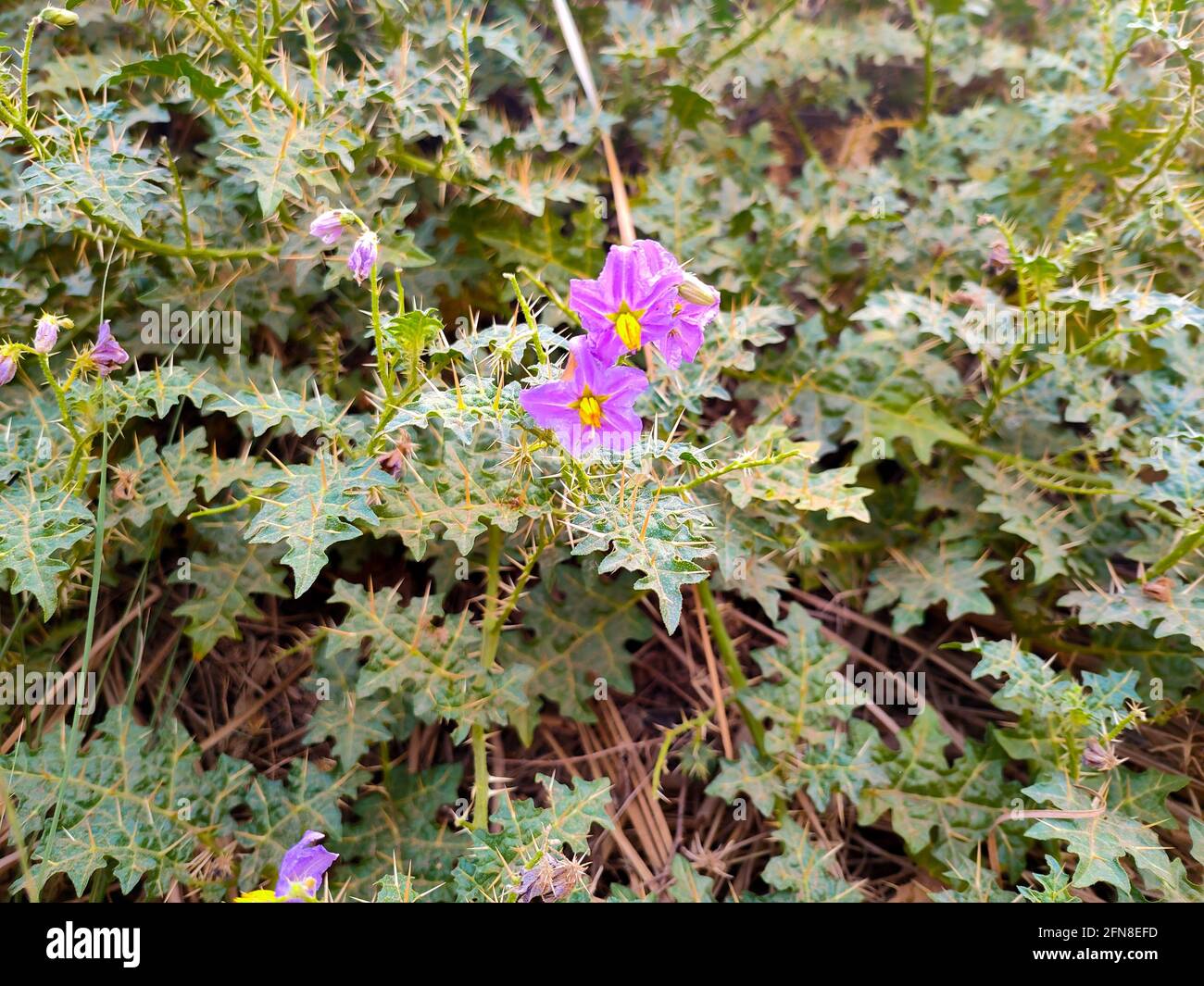 solanum incanum plants Stock Photo - Alamy
