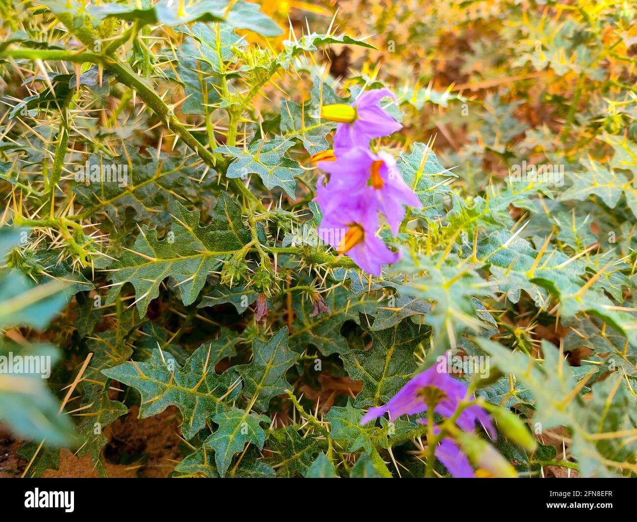 solanum incanum plants with flowers Stock Photo - Alamy
