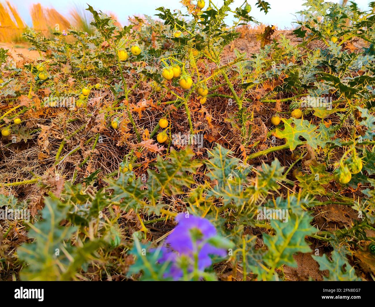 solanum incanum plants with flowers and fruit Stock Photo - Alamy