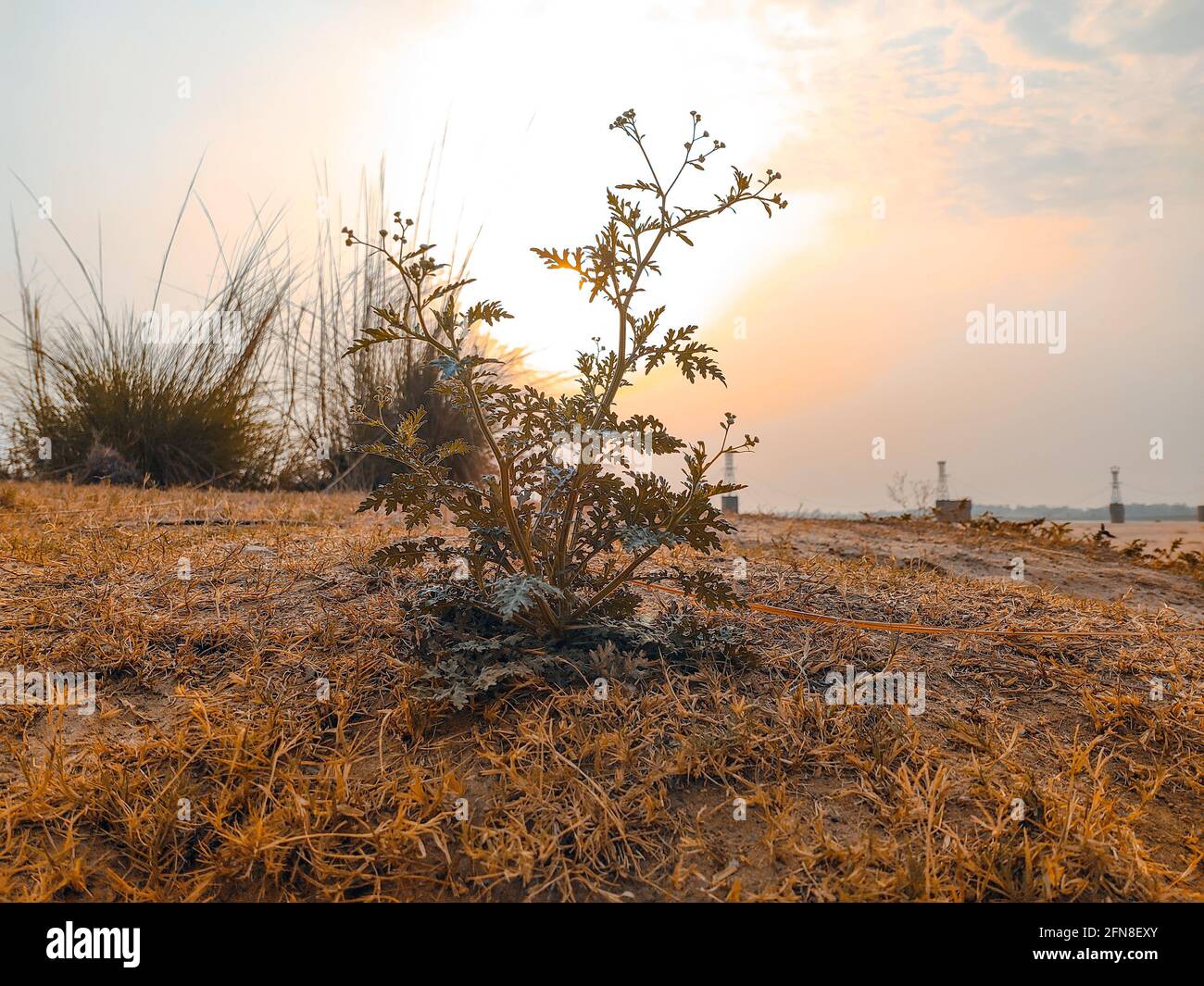 whitetop weed with sky background Stock Photo - Alamy