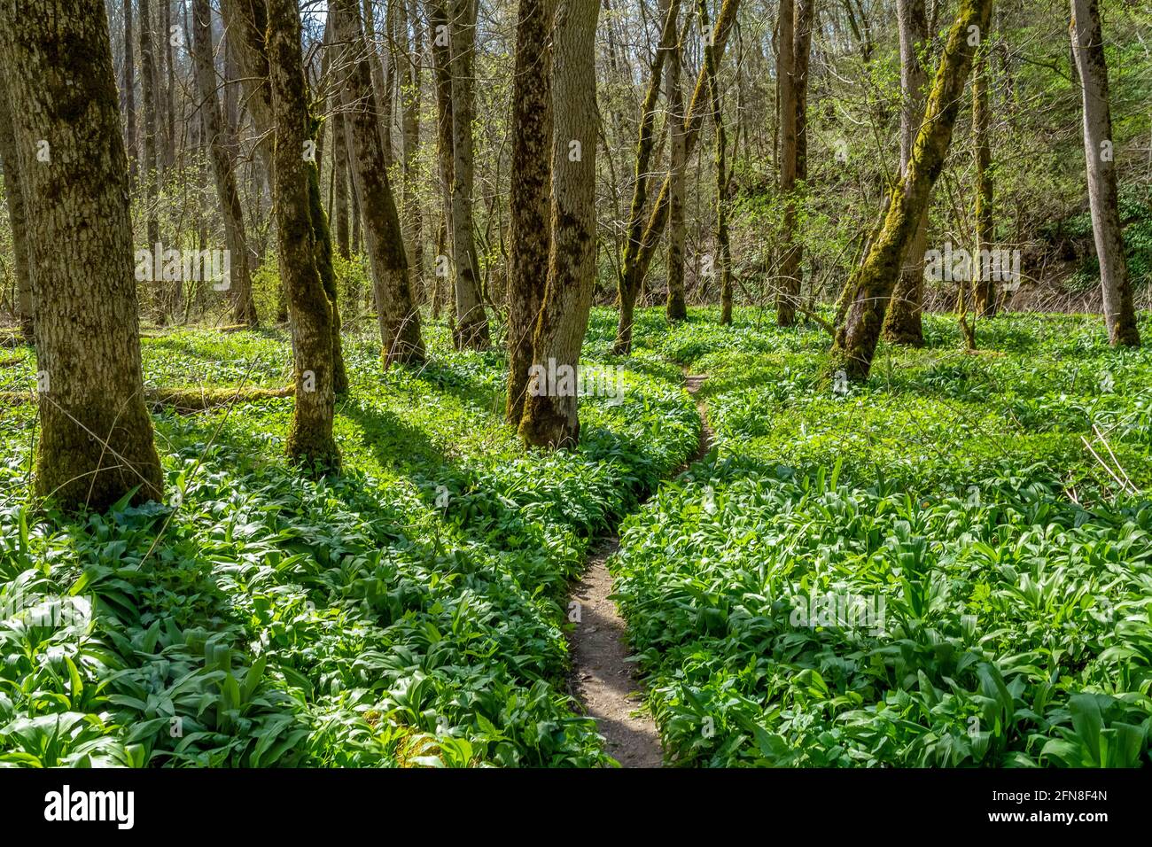 Ramsons in spring forest hi-res stock photography and images - Alamy