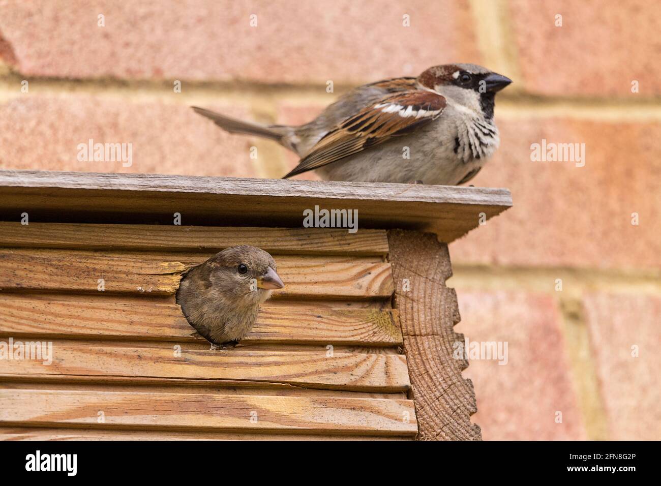 House Sparrow Breeding
