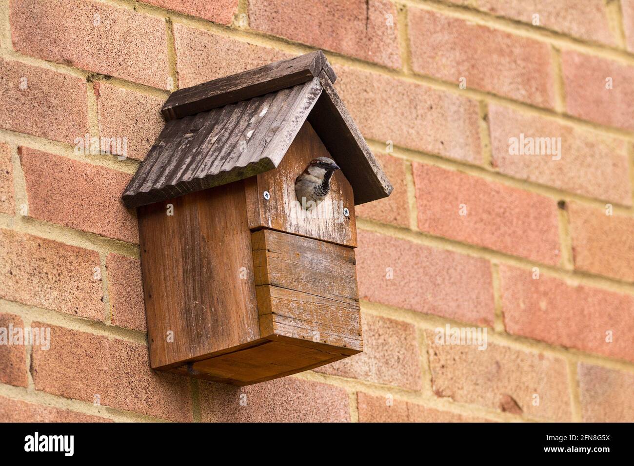 House Sparrow passer domesticus male and nesting box in breeding season ...