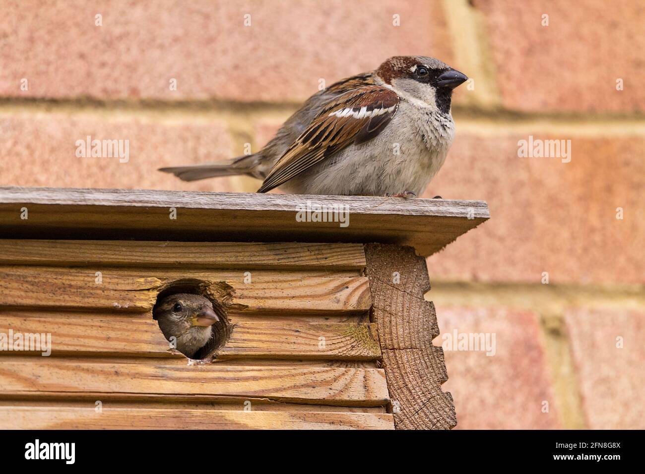 Grey brown streaky female sparrow hi-res stock photography and images ...
