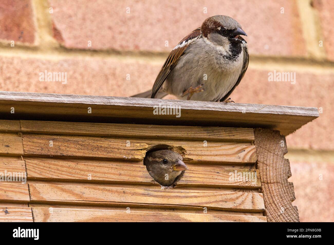 House Sparrows nesting box breeding season. Male with black bib grey ...